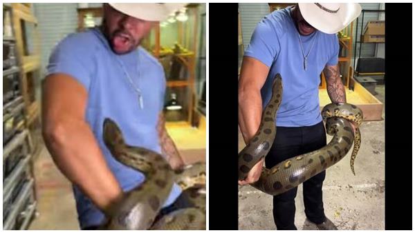Anaconda bites man in hands several times, video goes viral - Malayalam ...