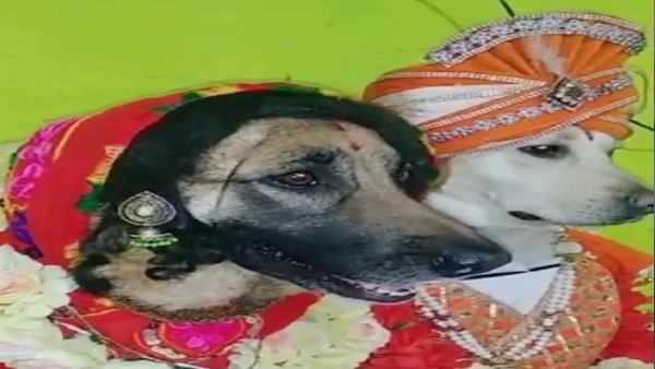 Viral: Haryana couple marrying a pet dog according to Hindu wedding ...