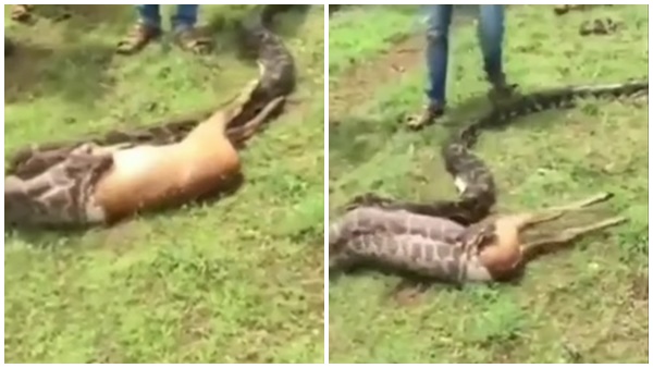 Python swallows deer in seconds, video goes viral, here is what social ...