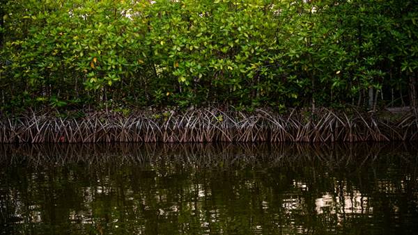 Alappuzha has the warmth of the mangroves; Kayamkulam's wetland is ...