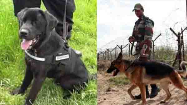 An inquiry has been ordered into the incident in which BSF's sniffer ...