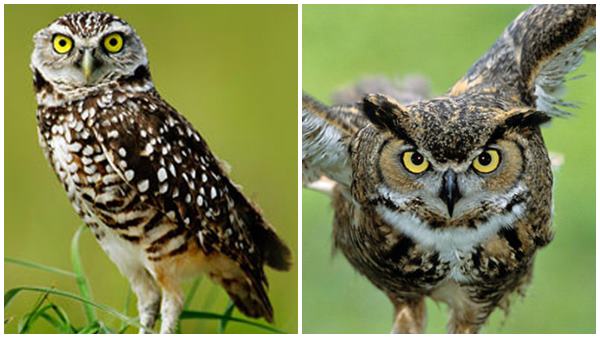 Optical illusion: 3 owls hiding in this pic goes viral, are you a ...