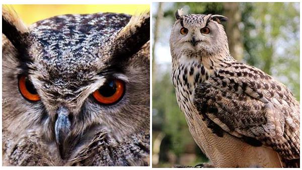 Optical illusion: 3 owls hiding in this pic goes viral, are you a ...