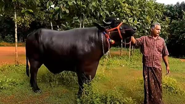 Malappuram celebrated the birthday of Rajamanikyam, a huge buffalo ...