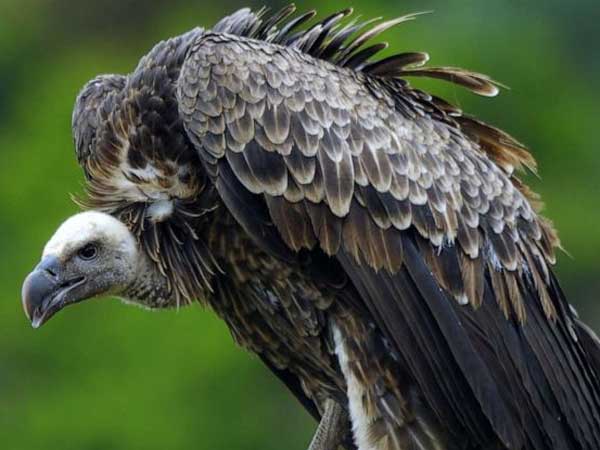 Silver color, wings alone five feet long; Locals caught a rare species ...