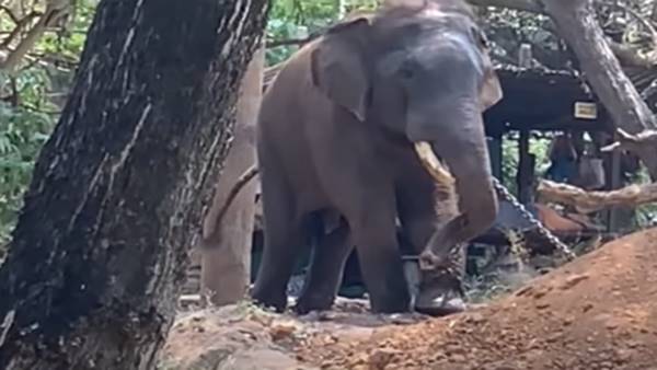 Komban Elephant Radhakrishnan saw the outer world of Punnathur Kotta ...