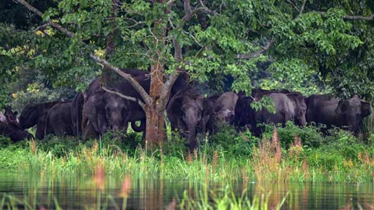 to prevent wildlife attacks govt approved 24 crore KIFBI project ...