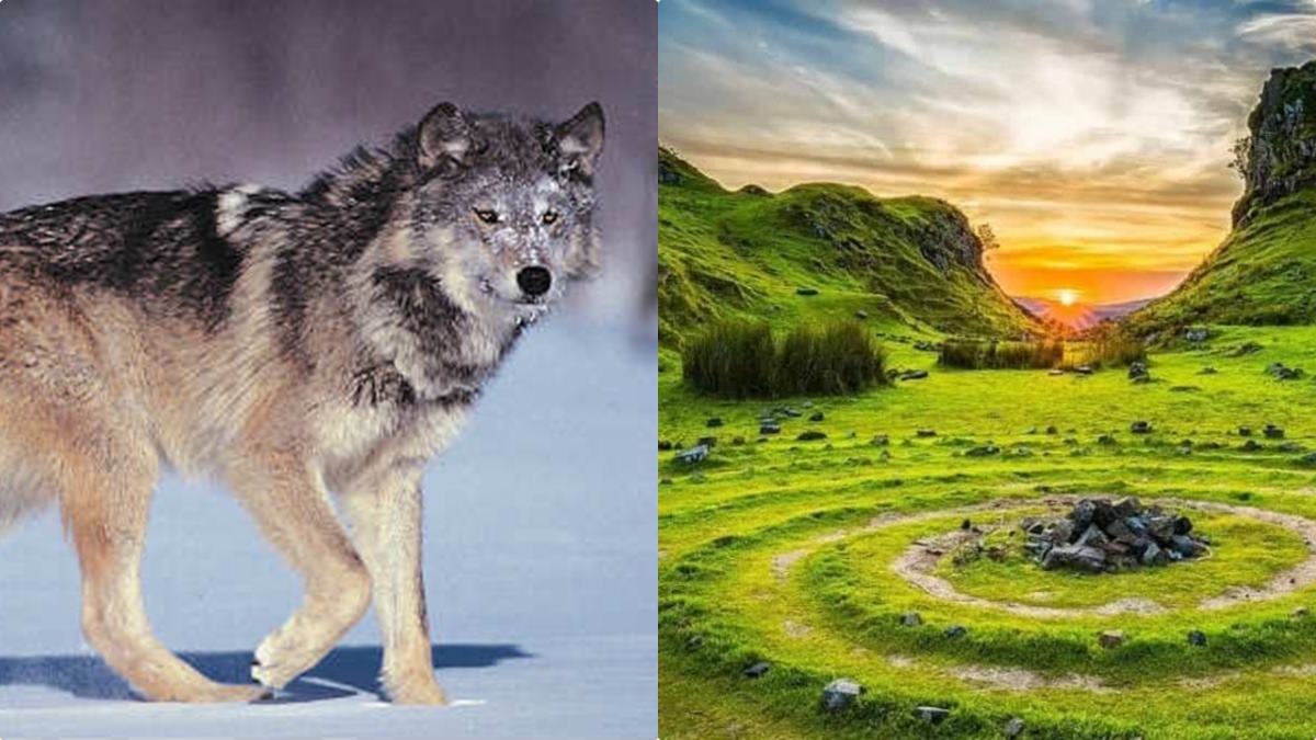 Optical illusion: look at the miraculous pic, a crooked wolf is hiding, find it in a lightening ...