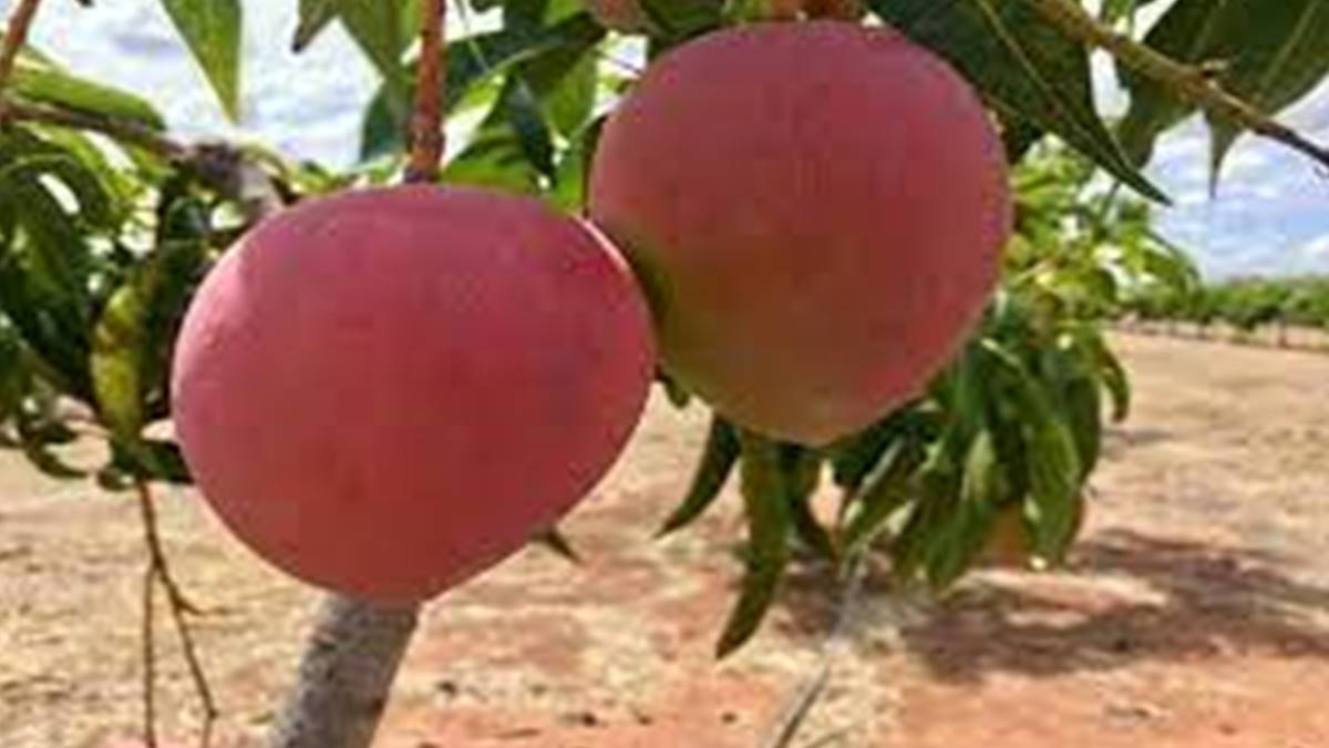 Here are some interesting facts of world's most expensive mango variety ...