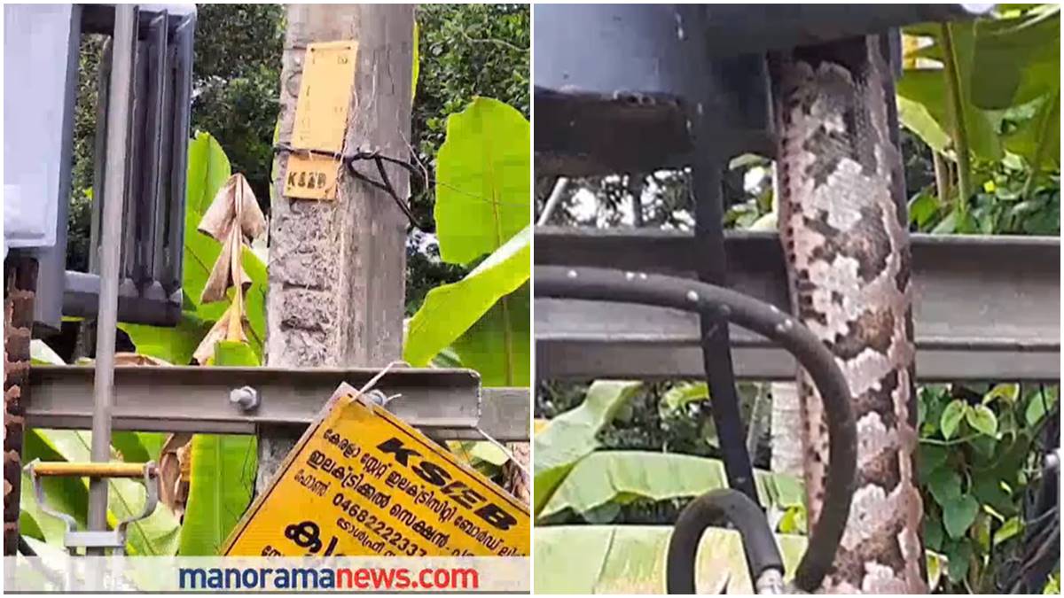 Python died due to electric shock In Pathanamthitta, Video Goes Viral ...
