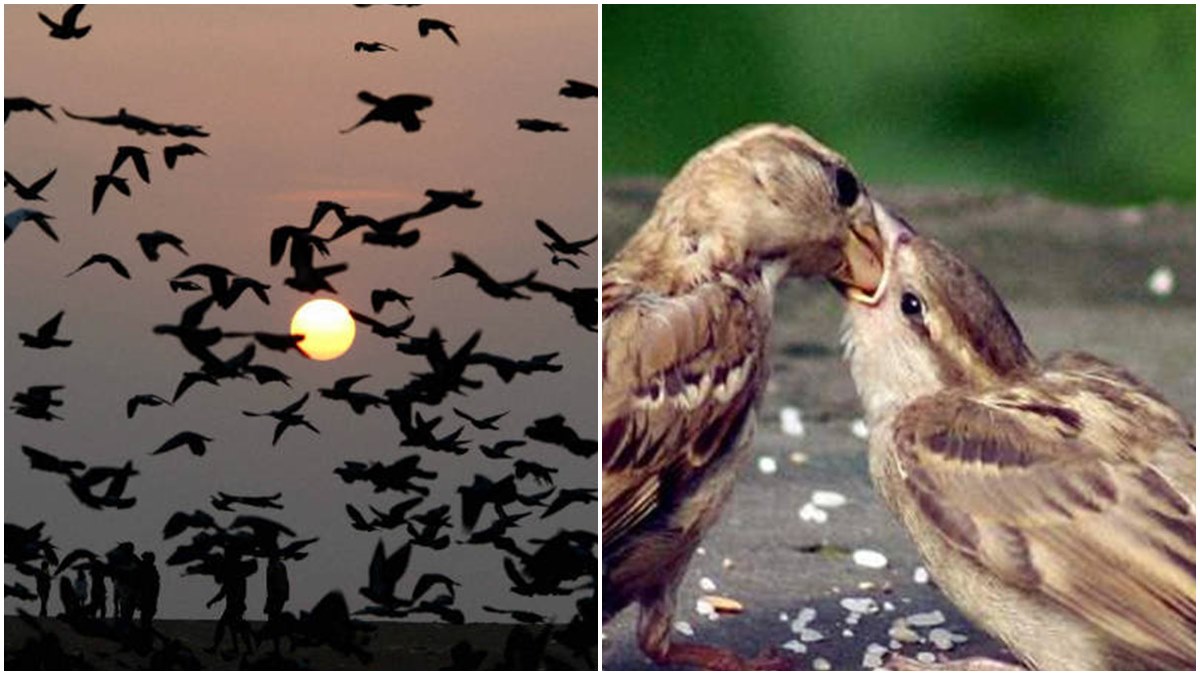 Can Divorce Happen Among Birds, Here Is What Studies Have Found Out ...