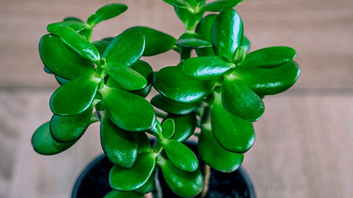 Vastu Tips: Aiming for economic growth: Then bring home the jade plant ...
