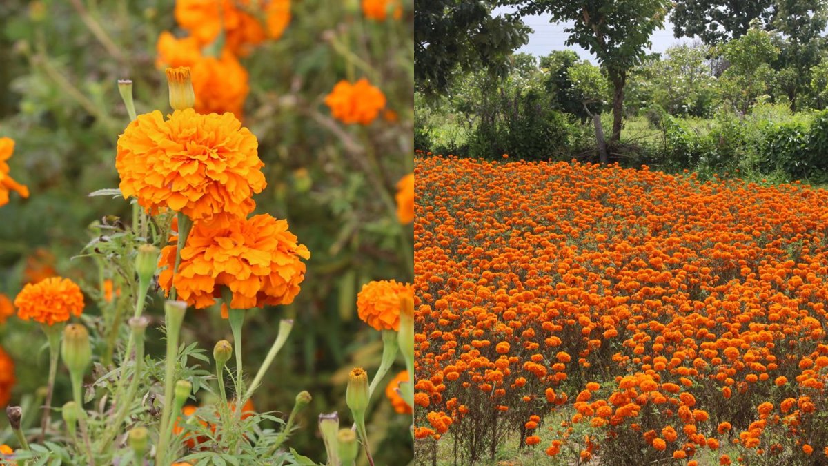 Kasargod Kudumbasree to deliver chendumalli flowers to the Onam market ...