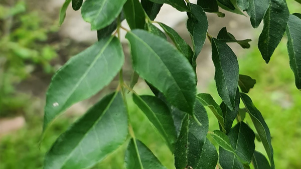 Food Tips In Malayalam: Do You Know How To Add Curry Leaves In Your ...