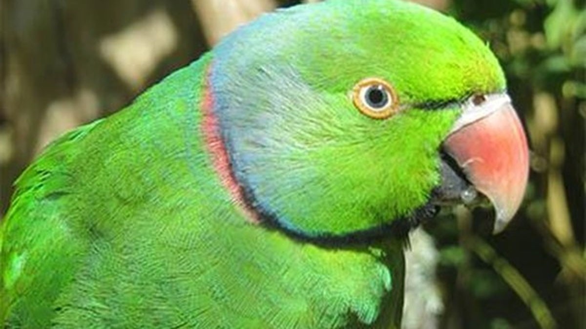 Madhya pradesh family announces reward for finding the missing parrot ...