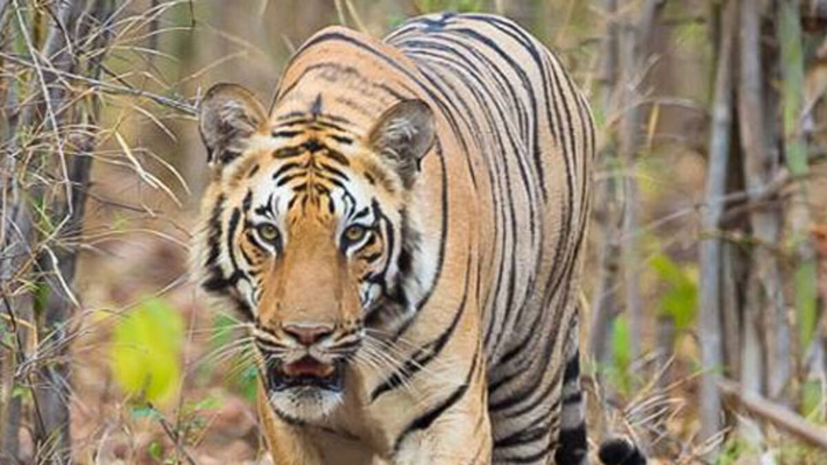 4 tigers in wayanad panavally, forest department plant a cage to trap ...
