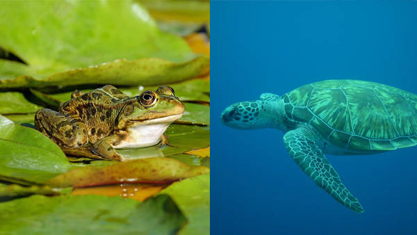 Vastu Tips: Here Is How Tortoise And Frog Bring Lucky In To Your Home ...