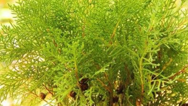 Thuja Plant Vastu: Thuja Plant Can Bring Good Luck In Your Life, Keep ...