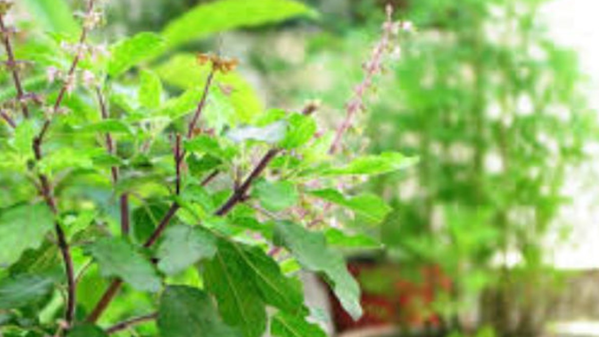 Vastu Tip: Do You Know Which Is The Perfect Place To Plant Tulsi Plant ...
