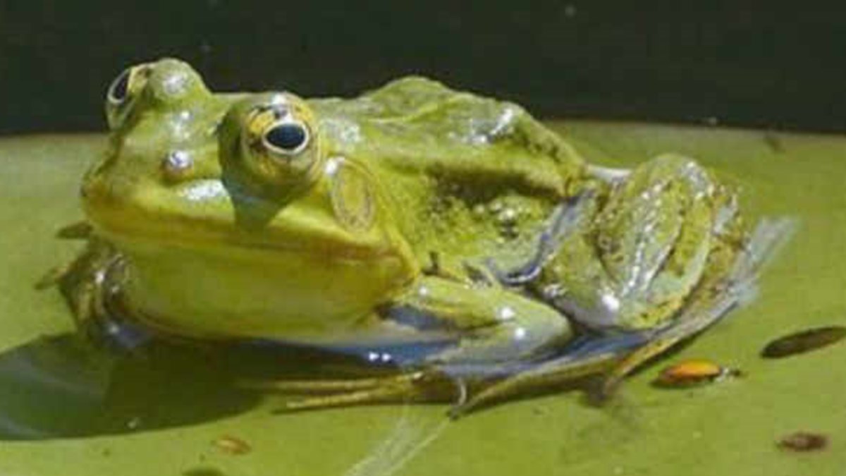 ആൺ തവളകൾ അടുത്തുവന്നാൽ ചത്തത് പോലെ കിടക്കും, ശബ്ദം മാറ്റും; പെ ...