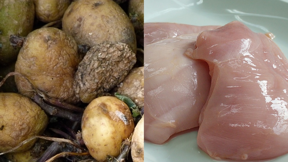 ബിരിയാണി റൈസ്, പൊറോട്ട, ചപ്പാത്തി..തൃശൂരിലെ ഹോട്ടലുകളിൽ നിന്നും പഴകിയ ...