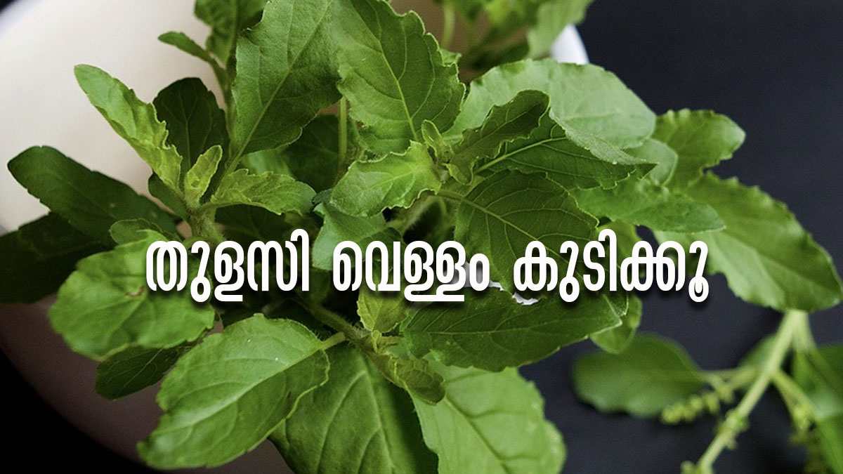 വായ്‌നാറ്റം കൊണ്ട് പൊറുതിമുട്ടിയോ..!? തുളസി വെള്ളം കുടിക്കൂ ...