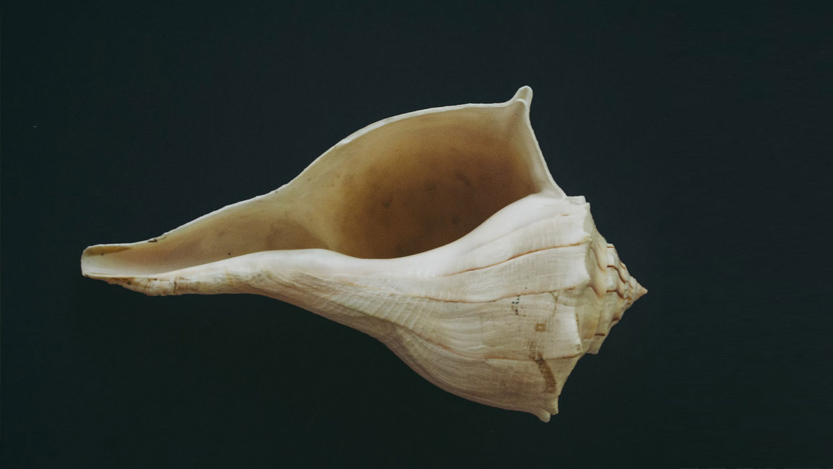 പൂജാമുറിയില്‍ ശംഖ് വെക്കാമോ? എങ്ങനെയാണ് സൂക്ഷിക്കേണ്ടത്, ശരിയായി ...