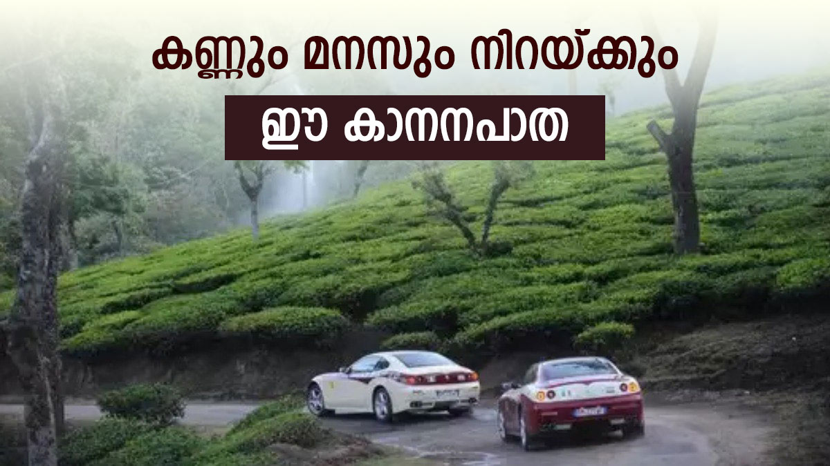 വയനാടൻ ചുരം കയറി മസിനഗുഡിയിലേക്ക് വച്ചുപിടിക്കാം;മുതുമലൈയുടെ ...