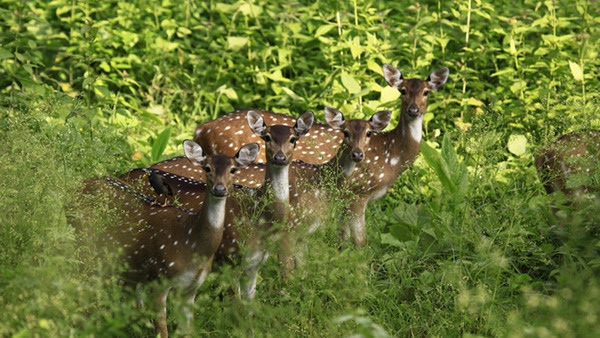 Muthanga Wild Life Jungle Safari; Know Timing And How To Reach there ...