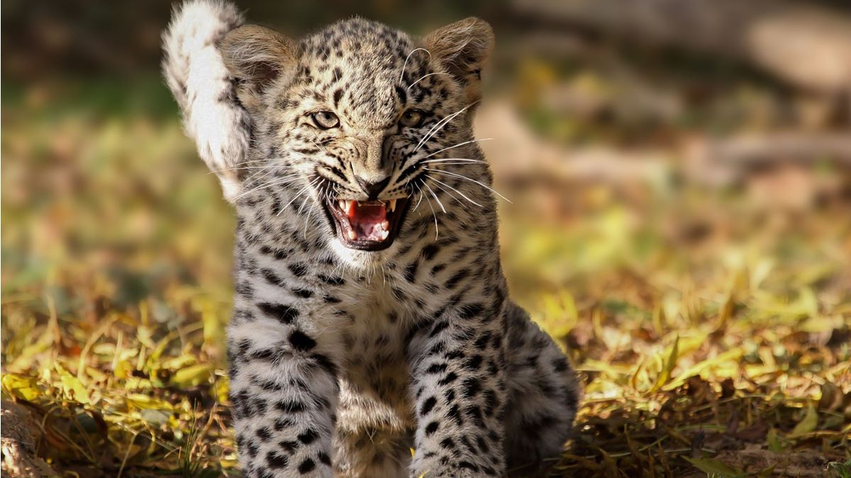 തിരുവമ്പാടിയില്‍ തള്ളപ്പുലിയും കുഞ്ഞുങ്ങളും സിസിടിവിയില്‍; വനംവകുപ്പ് ...