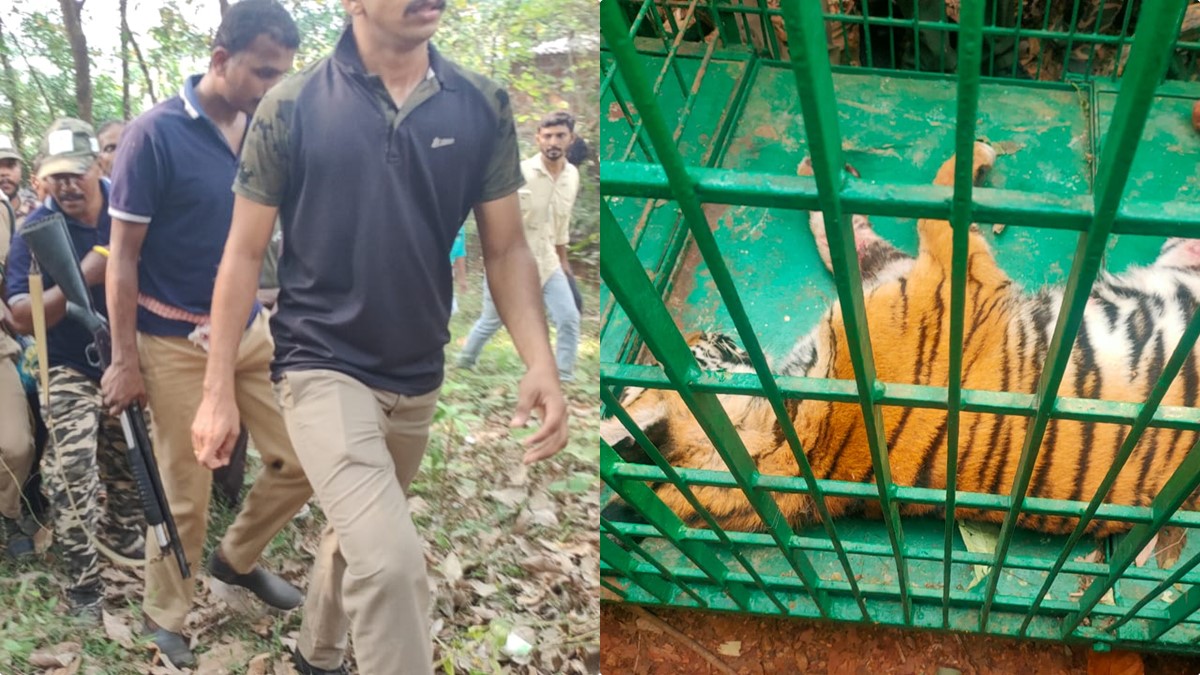 മയക്കു വെടിയേറ്റു ചത്ത കടുവ കണ്‍സര്‍വേഷന്‍ അതോറിറ്റിയുടെ ലിസ്റ്റില് ...