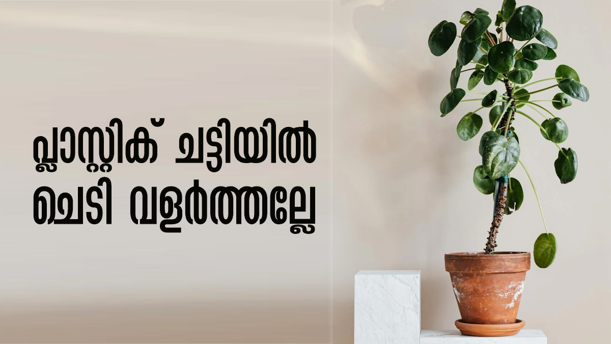 ചെടിവളര്‍ത്തേണ്ടത് മണ്‍ചട്ടിയില്‍; പ്ലാസ്റ്റിക് ചട്ടിയില്‍ വളര് ...