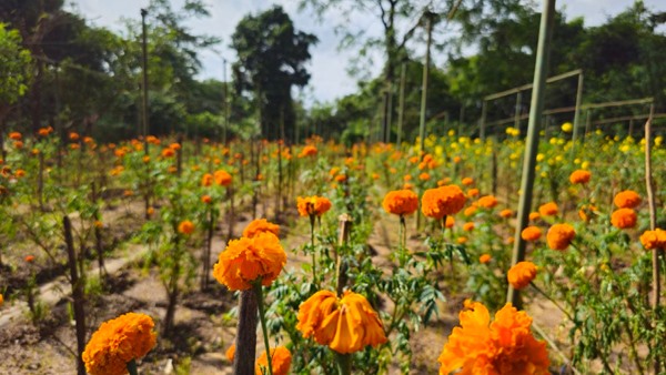 തമിഴ്നാടനല്ല, നല്ല തനിനാടന്‍ ഓണപൂക്കളം ഒരുക്കാം: കൂത്താളി ഫാമില് ...