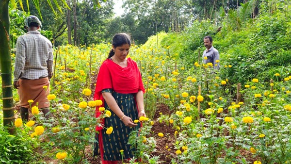 തമിഴ്നാടനല്ല, നല്ല തനിനാടന്‍ ഓണപൂക്കളം ഒരുക്കാം: കൂത്താളി ഫാമില് ...