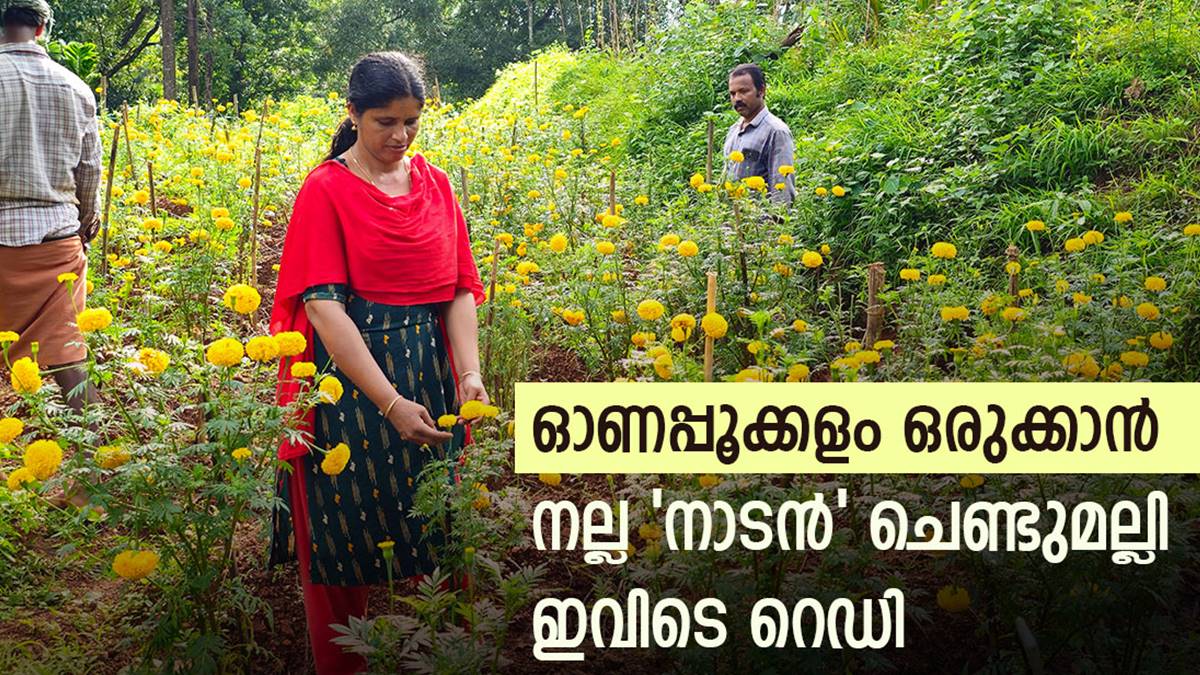 തമിഴ്നാടനല്ല, നല്ല തനിനാടന്‍ ഓണപൂക്കളം ഒരുക്കാം: കൂത്താളി ഫാമില് ...