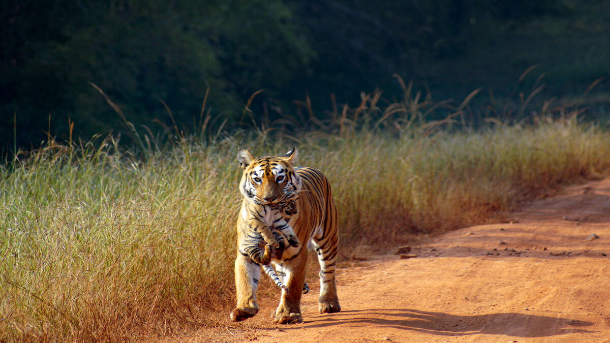 Tiger attack cow in wayanad's choorimalakunnu, locals in fear ...