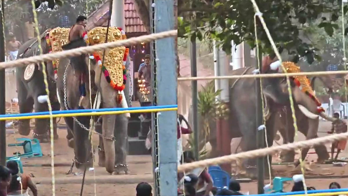 Elephant Processions Suspends For A Week In Kozhikode District | ആന ...