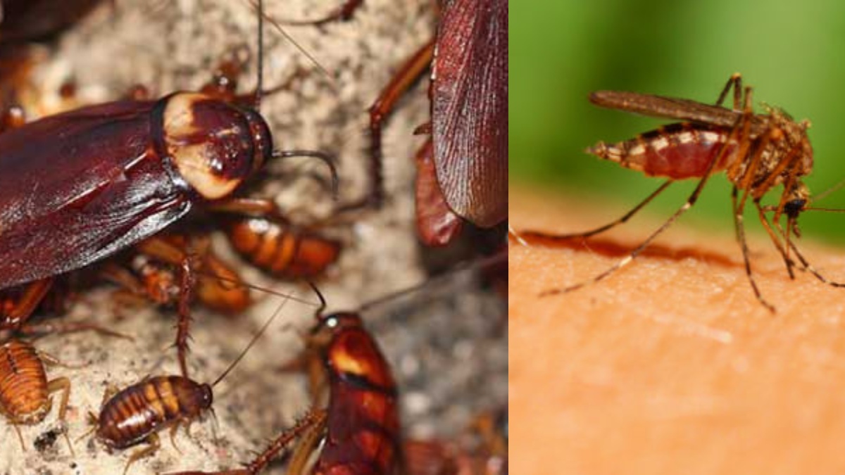 Try these easy monsoon pest control tips to avoid Mosquitoes ...