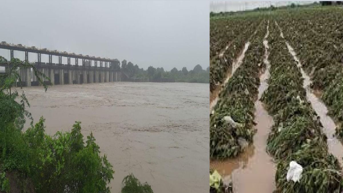 Marathwada Vidarbha farmers crops have been damaged due to continuous heavy rain - Oneindia Marathi