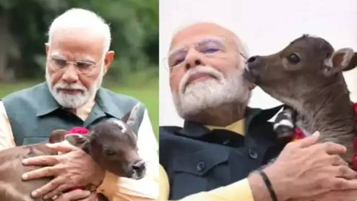 arrival of the calf at Modis house was named Deepjyoti video went viral ...