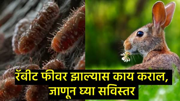 What is rabbit fever What are the symptoms and remedies of this rare ...