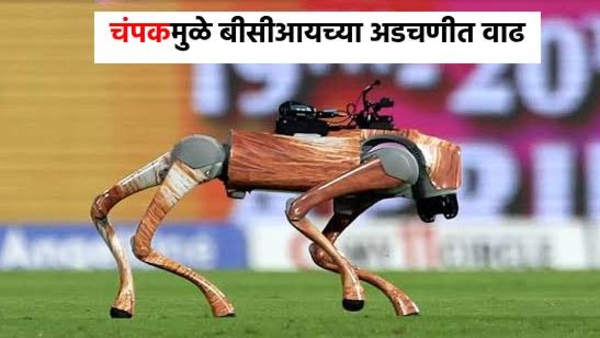 delhi high court issues notice to bcci for naming ipl robot dog champak ...