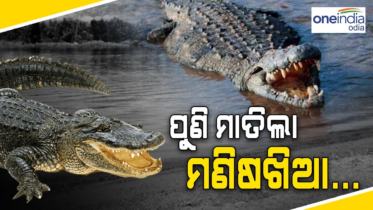 ସାବଧାନ ! ବ୍ରାହ୍ମଣୀ ପାଣିରେ ମାତିଛି ମଣିଷ ଖିଆ... ମଇଁଷି ଚରାଳୀଙ୍କୁ ଟାଣିନେଲା ...