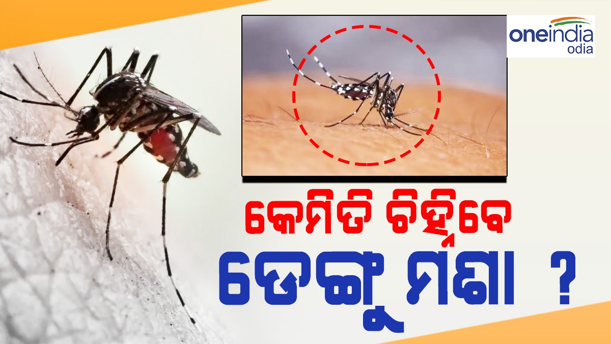 କେମିତି ଚିହ୍ନିବେ ଡେଙ୍ଗୁ ମଶା, କିପରି କରିବେ ମଶାର ନିରାକରଣ | How To Identify ...