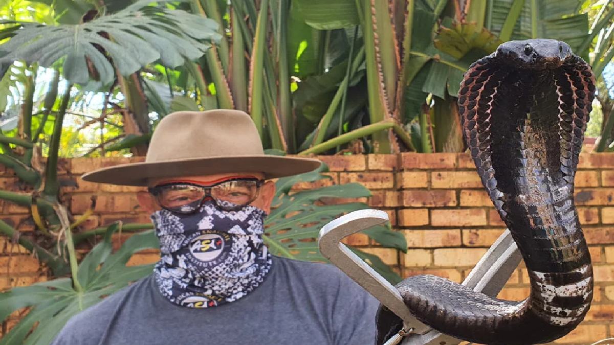 ସାତ ବର୍ଷରେ ସାପ କାମୁଡ଼ାରେ 6351 ଜଣଙ୍କ ମୃତ୍ୟୁ, ସାପ ଧରିବା ପାଇଁ ଜା‌ରି ହେଲା ...