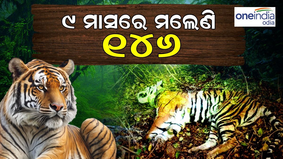 ବଢୁଛି ବାଘ ମୃତ୍ୟୁ ସଂଖ୍ୟା, 9 ମାସରେ ମଲେଣି 146 | 146 Tiger Death in last 9 ...