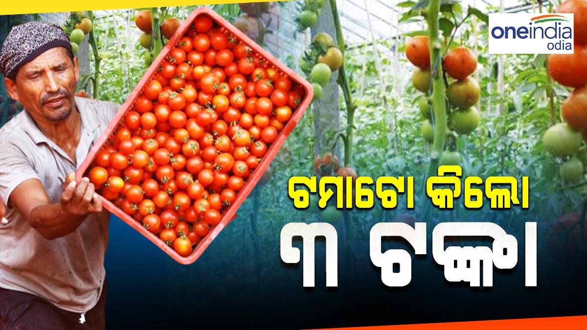 ଏହି ସ୍ଥାନରେ ଟମାଟୋ କିଲୋ ୩ ଟଙ୍କା, ନିରାଶ ଚାଷୀ | Tomato Exports Stop ...