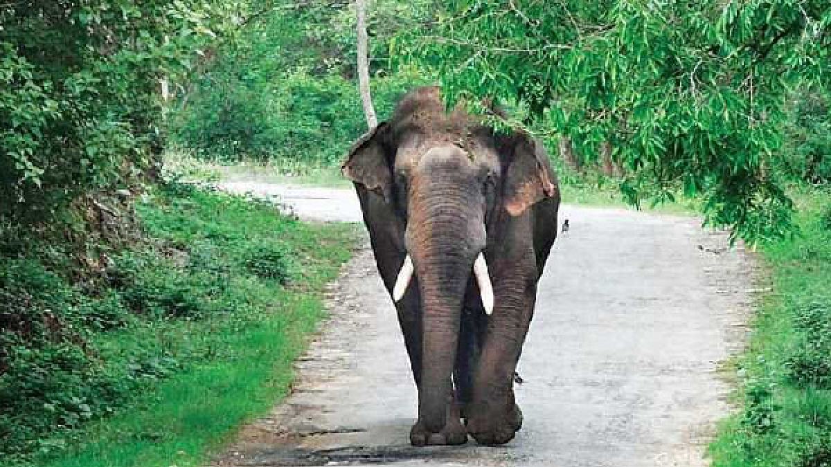 ଶିମିଳିପାଳ ଜଙ୍ଗଲରେ ହାତୀର ମୃତଦେହ ଠାବ | Elephant was found dead in ...