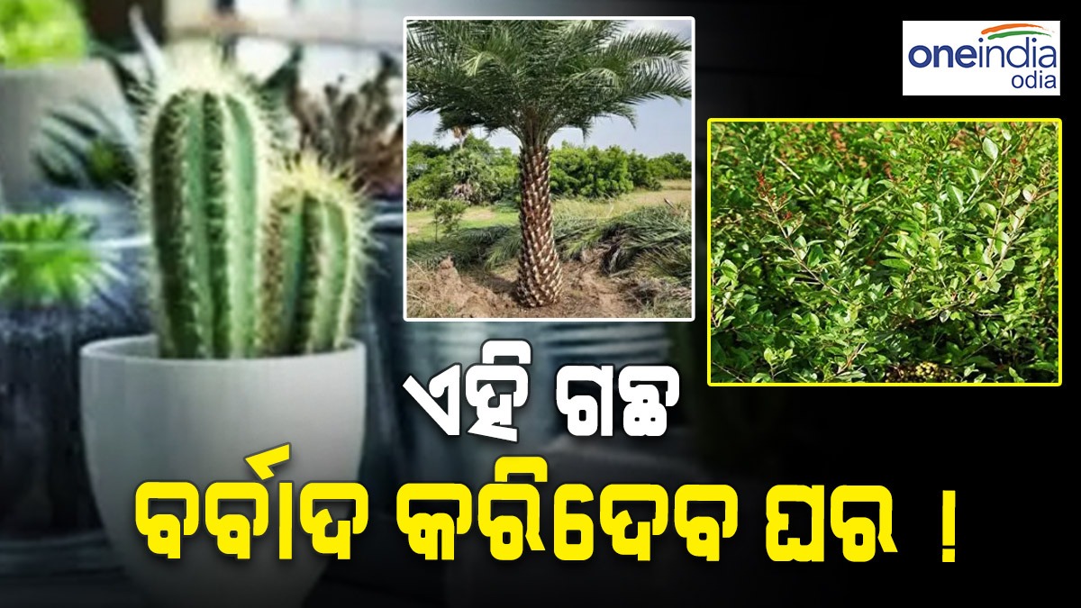 Vastu Tips: ଘରେ ଲଗାଇଛନ୍ତି କି ଏହି ସବୁ ଗଛ ? ମାଡ଼ିବସିବ ଦାରିଦ୍ର୍ୟ ...