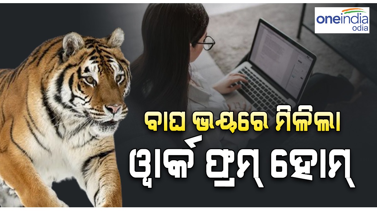 ବାଘ ଭୟରେ ୱାର୍କ ଫ୍ରମ୍ ହୋମ୍, ବଦଳିଲା TCS କର୍ମଚାରୀଙ୍କ ଟାଇମିଂ | Leopard ...